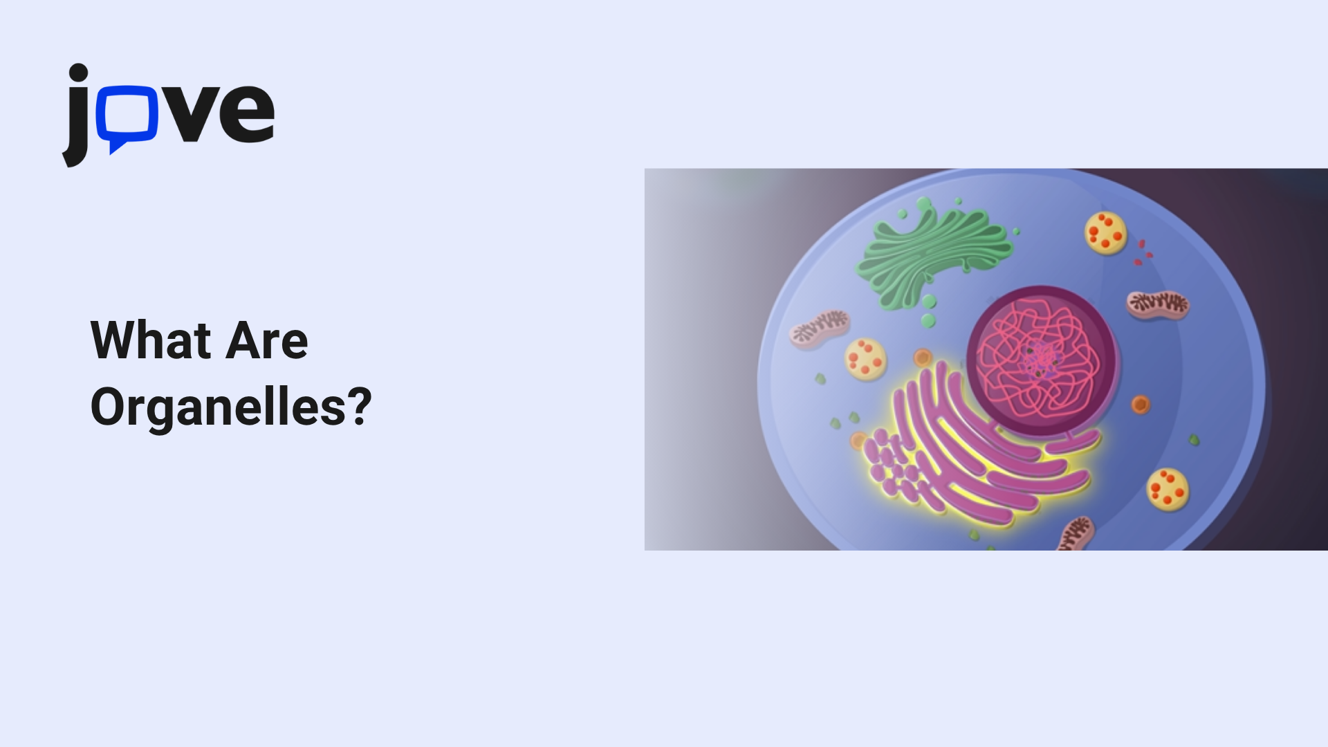 Organelles and Cell Structures Classroom Guide | JoVE K12